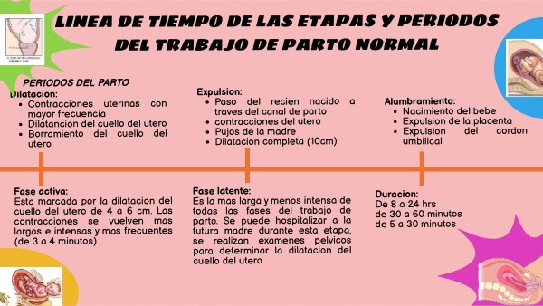 Linea de Tiempo de las etapas y periodos del parto | Genially