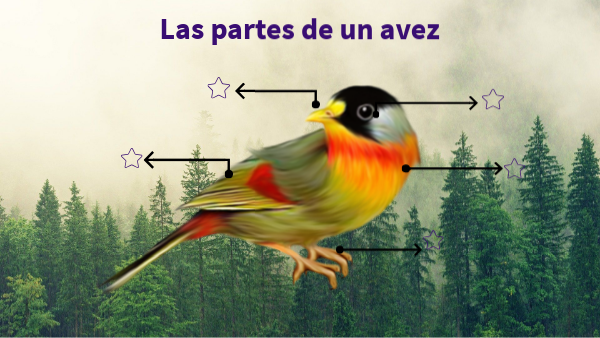 la ave y sus partes