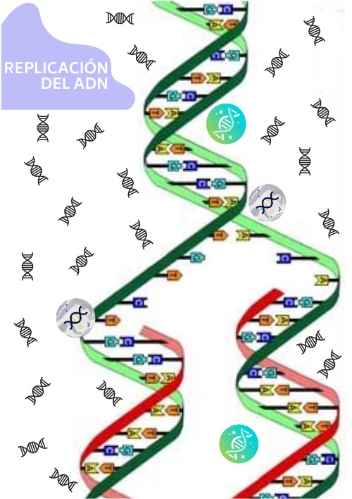 Replicación del ADN | Genially