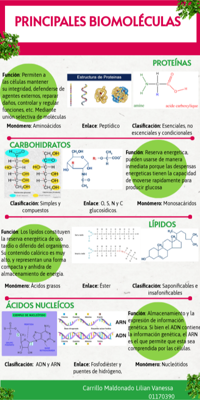 Infografia Biomoleculas | Genially