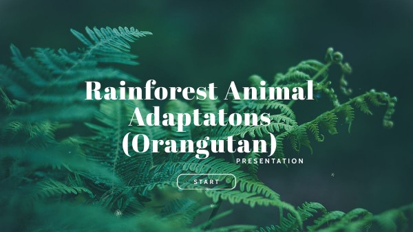 Rainforest Animal Adaptations