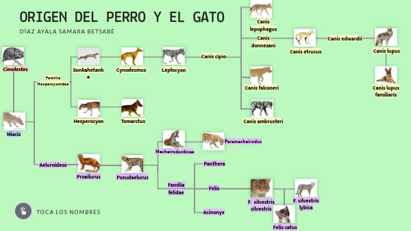 Origen del perro y el gato | Genially