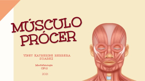 Músculo prócer | Genially