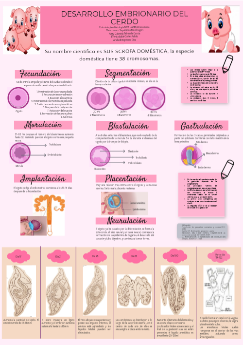 Desarrollo embrionario | Genially