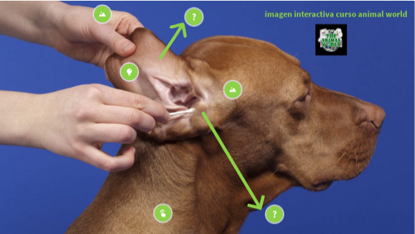 clase oido del perro | Genially