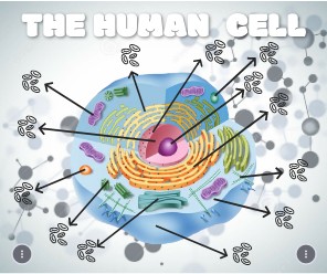 The human cell | Genially