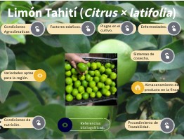 Limón Tahití (Citrus × latifolia) Grupo: 25