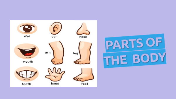 Parts of the body lesson Tsolmon | Genially