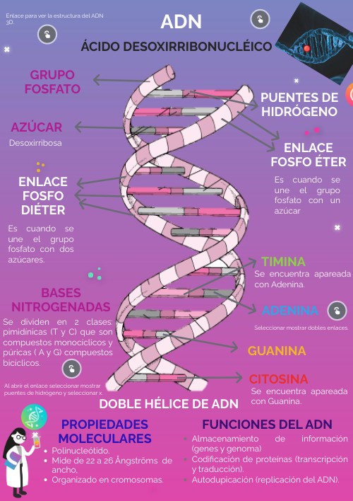 Infografía ADN equipo 4 | Genially