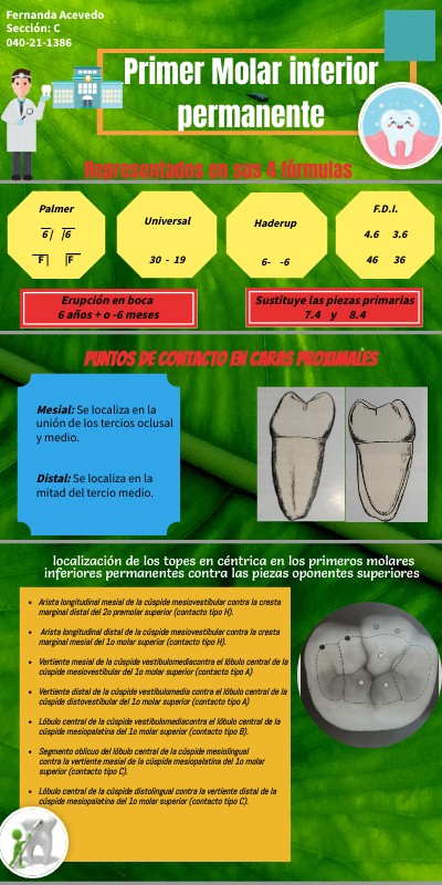 Primer molar inferior permanente | Genially