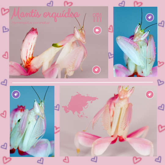 mantis orquídea