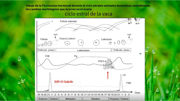 Dibujo de la fluctuación hormonal durante el ciclo estral en animale | Genially