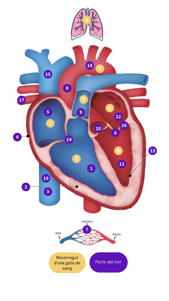 Parts del cor I recorregut de la sang(G4)