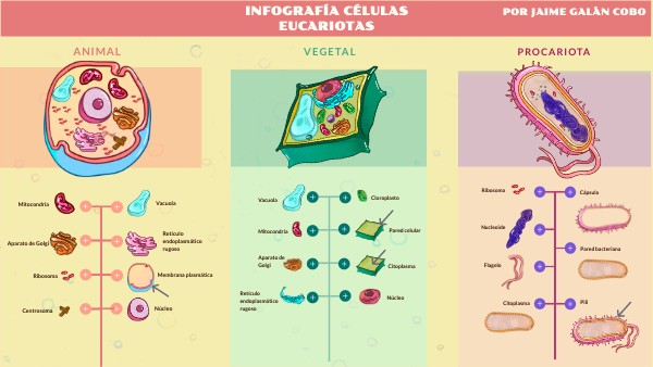 Infografía células eucariotas | Genially