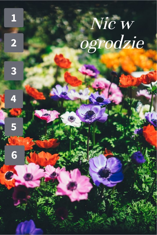 Nic w ogrodzie | Genially