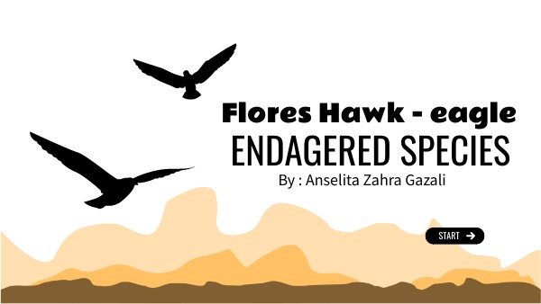 Flores hawk eagle Information