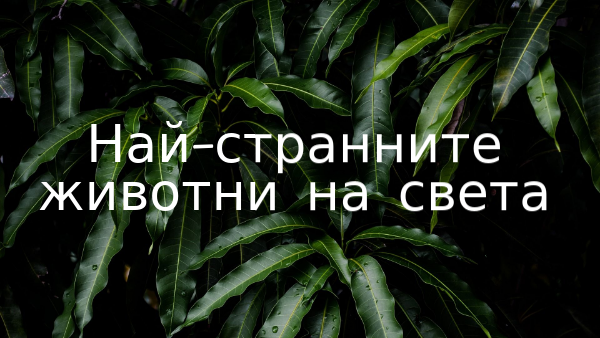 Copy - NATURE PRESENTATION | Genially