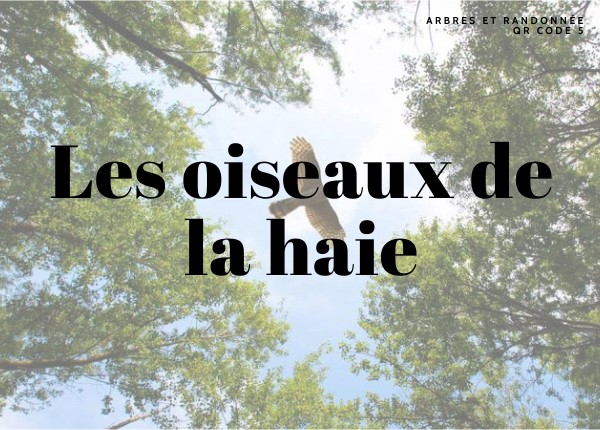 QR Code 5 - Les oiseaux de la haie