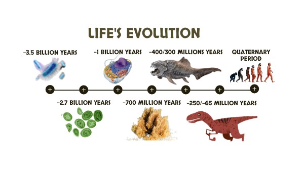 LIFE'S EVOLUTION | Genially