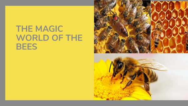 THE MAGIC WORLD OF THE BEES | Genially