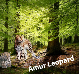 Amur Leopard
