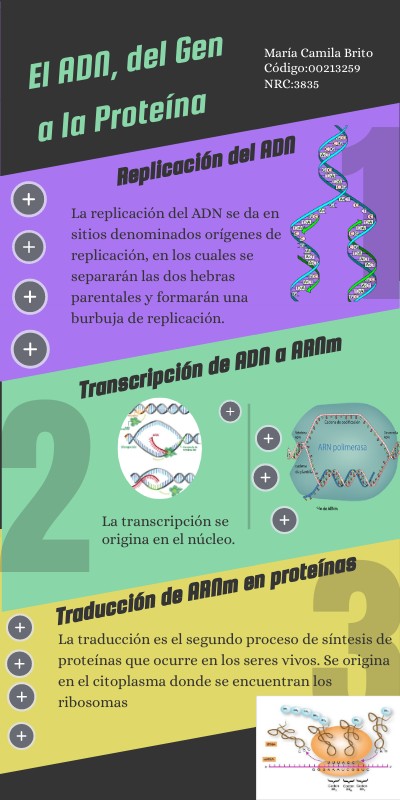 Deber 3: El ADN, del Gen a la Proteína