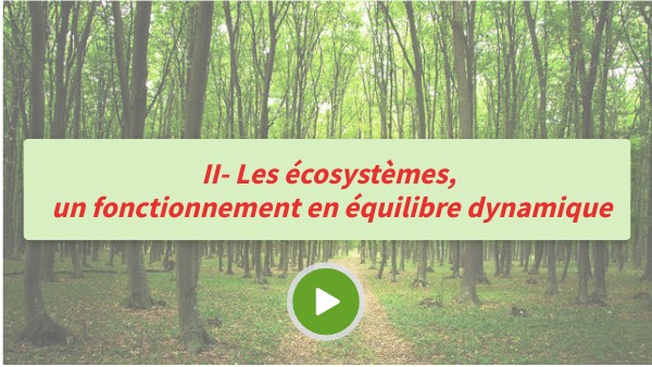 Activité 3 : Le flux de matière au sein d'un écosystème forestier ...