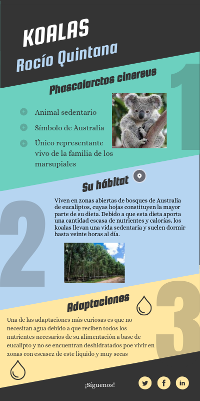 Koalas | Genially