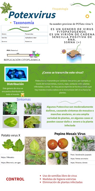 POTEXVIRUS | Genially