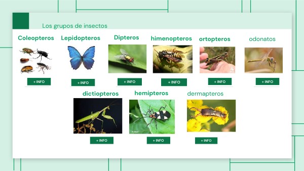 LOS GRUPOS DE INSECTOS