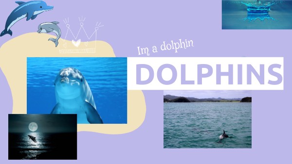 dolphins | Genially