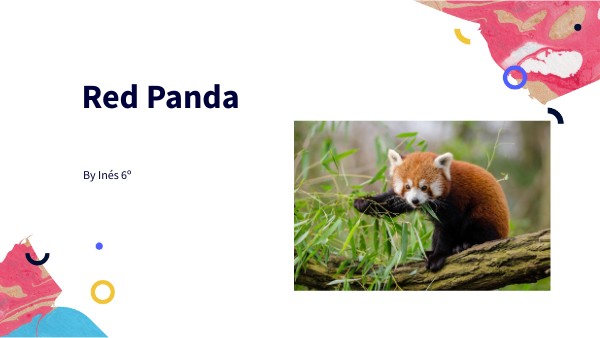 Red Panda | Genially