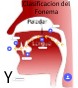 Clasificacion del fonema " Y