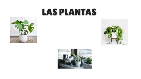 Las Plantas