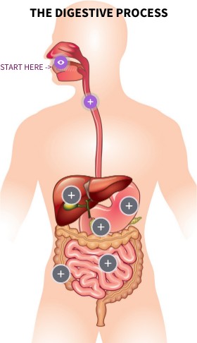 The digestive process