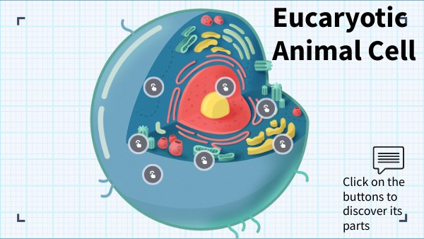 Eucaryotic Animal Cell