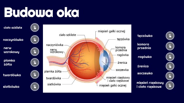 Budowa oka, oraz obrazy otrzymywane w oku