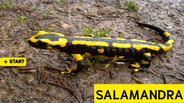 SALAMANDRA