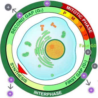 Interfase | Genially