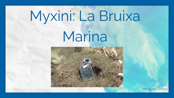 Myxini La Bruixa Marina