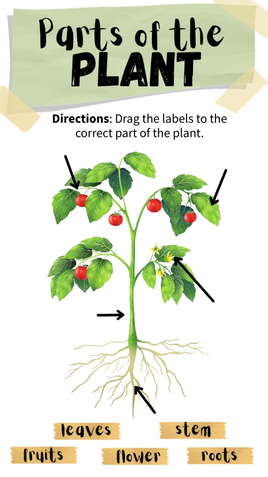 Parts of a Plant: Drag Labels