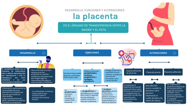 MAPA CONCEPTUAL : Desarrollo, funciones y alteraciones de la placenta ...