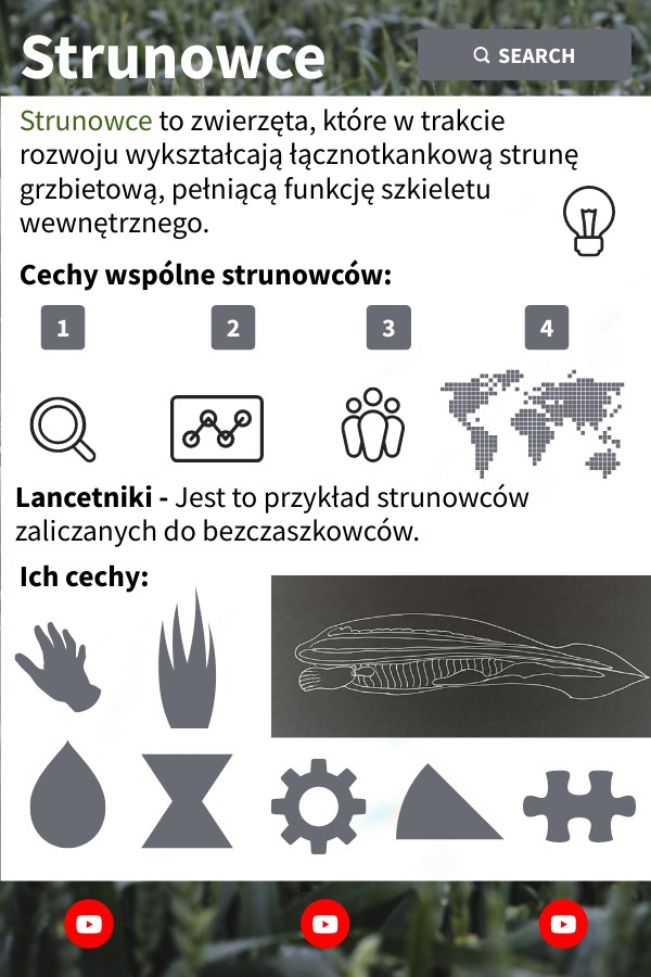 Strunowce | Genially