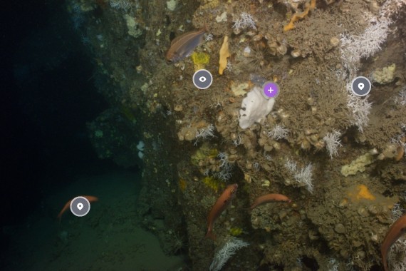 La faune du canyon Lacaze | Genially