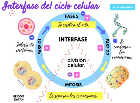 IMÁGEN INTERACTIVA INTERFASE | Genially