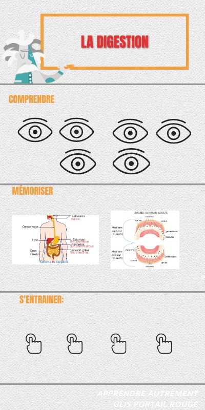 La digestion | Genially