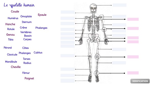 Le squelette | Genially