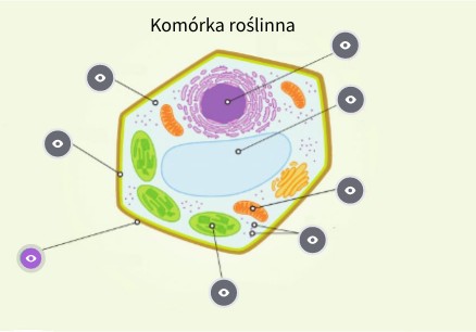 komórka roślinna | Genially