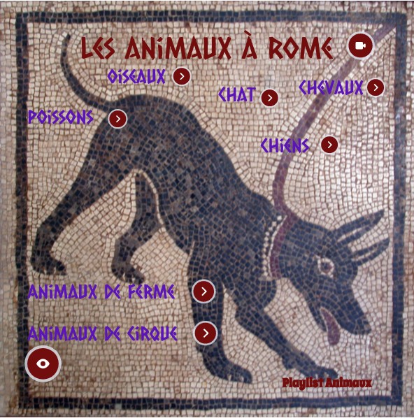 Les animaux à Rome | Genially