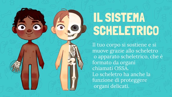 Sistema scheletrico | Genially